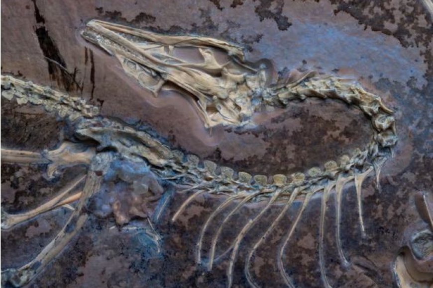 Feathered fossil provides clues about how earliest birds first took ...
